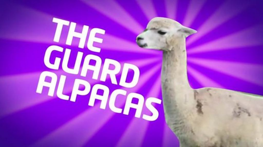 Meet the alpaca guards protecting turkeys - BBC Newsround