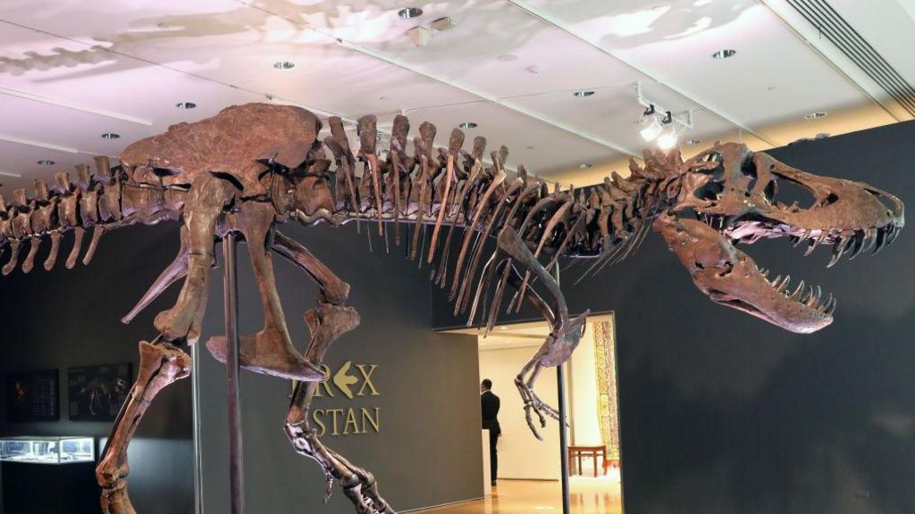 World's most expensive dinosaur: Apex the stegosaurus - BBC Newsround