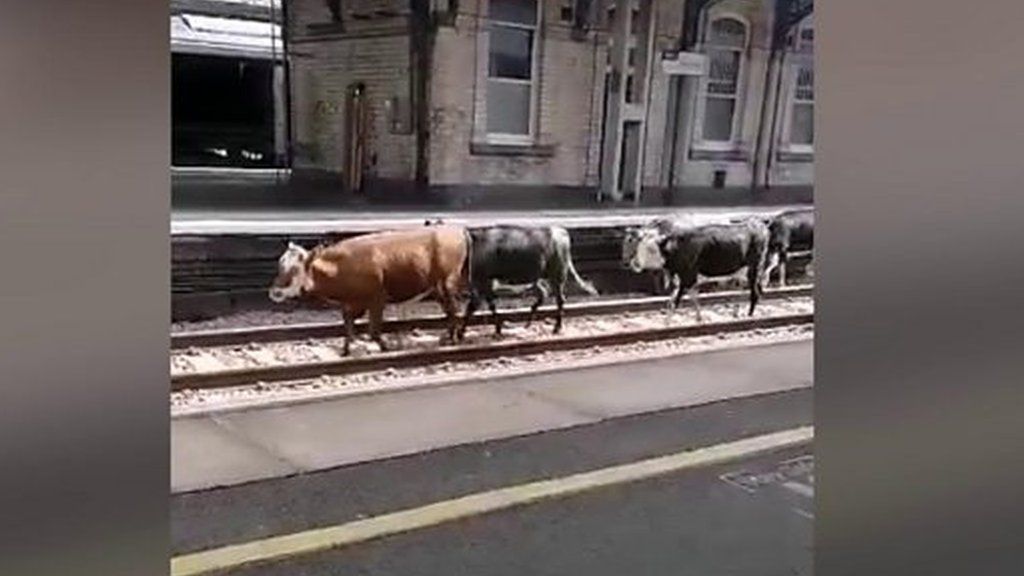 Leeds to Carlisle trains resume after bull killed - BBC News