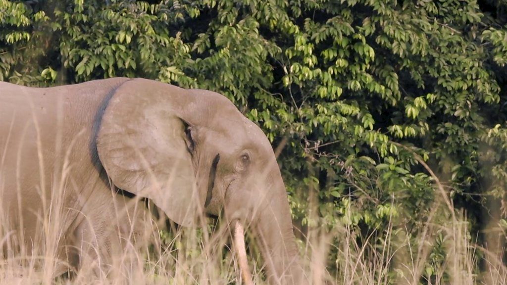 How is elephant poo helping conservationists? - BBC Newsround