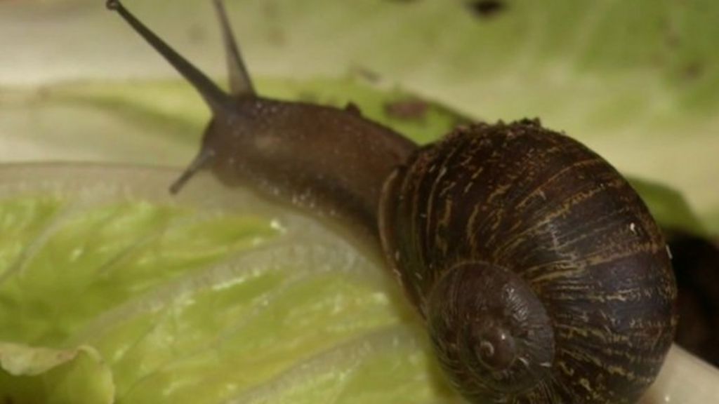 Jeremy the left swirled snail finds love against the odds - BBC Newsround