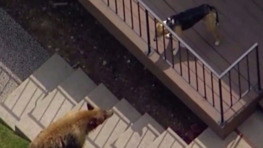 Daring dog chases off bear - BBC Newsround