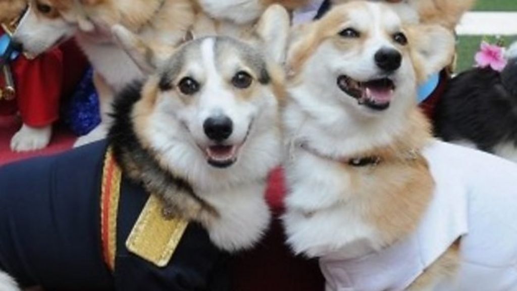 Royal wedding - corgi style! - BBC Newsround