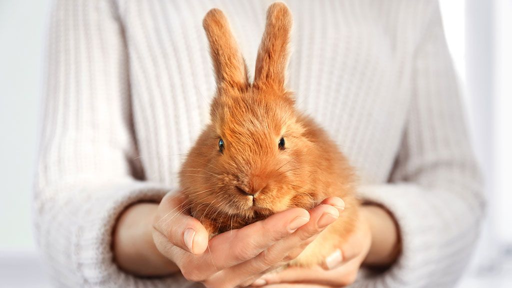 Thousands vote flat-faced rabbits top of cuteness survey - BBC News