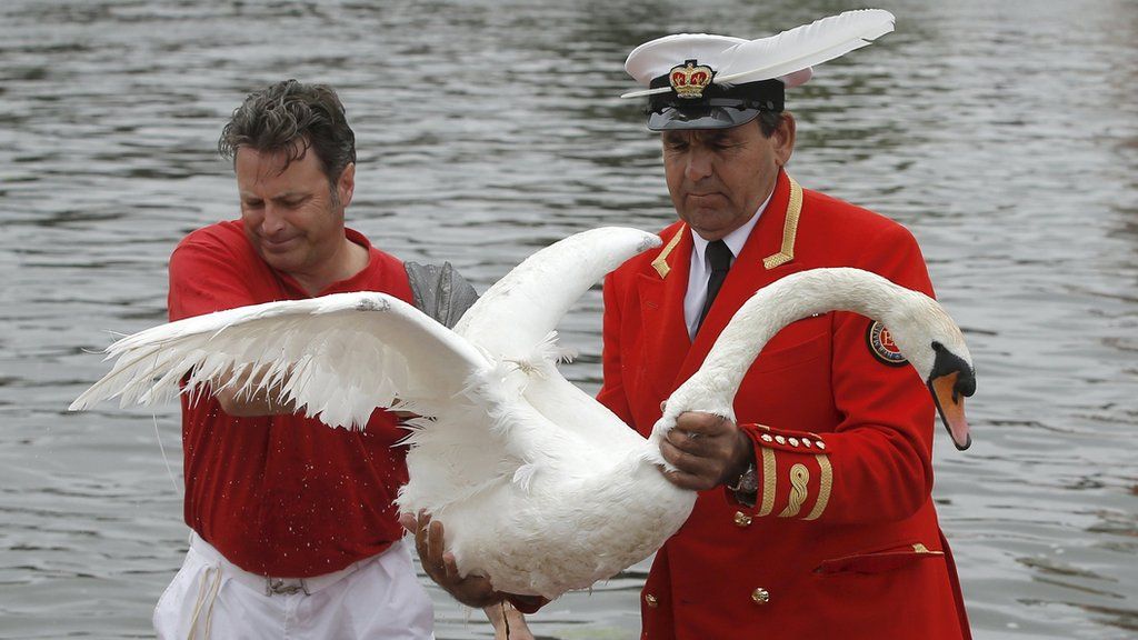 'Human swan' crosses the Channel and arrives in the UK - BBC Newsround