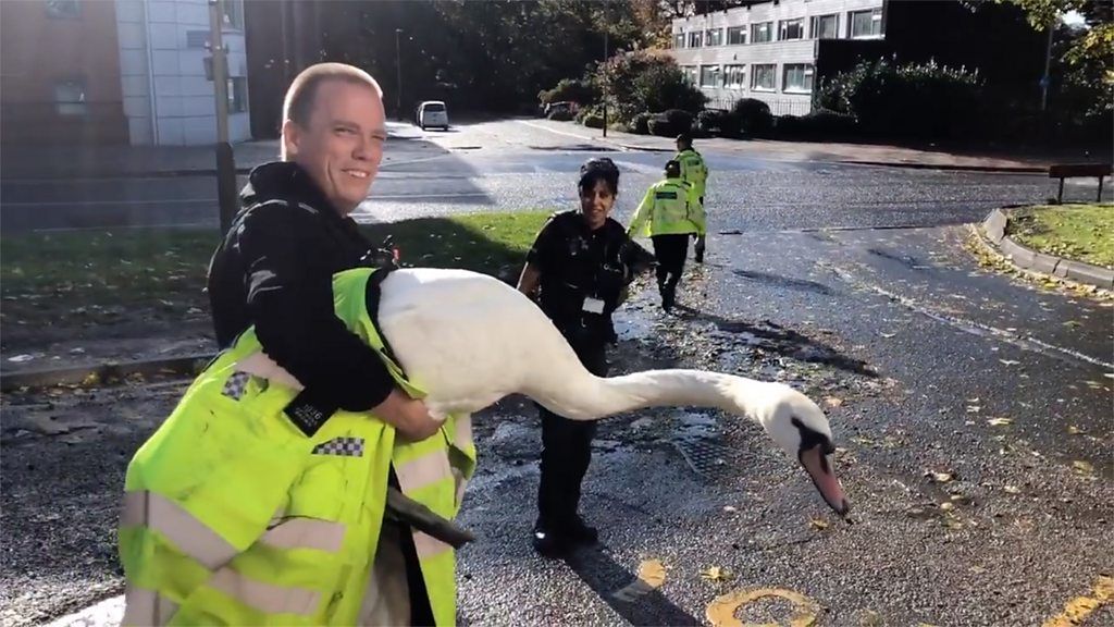 Swan rescued after being shot with catapult in Leicestershire - BBC News