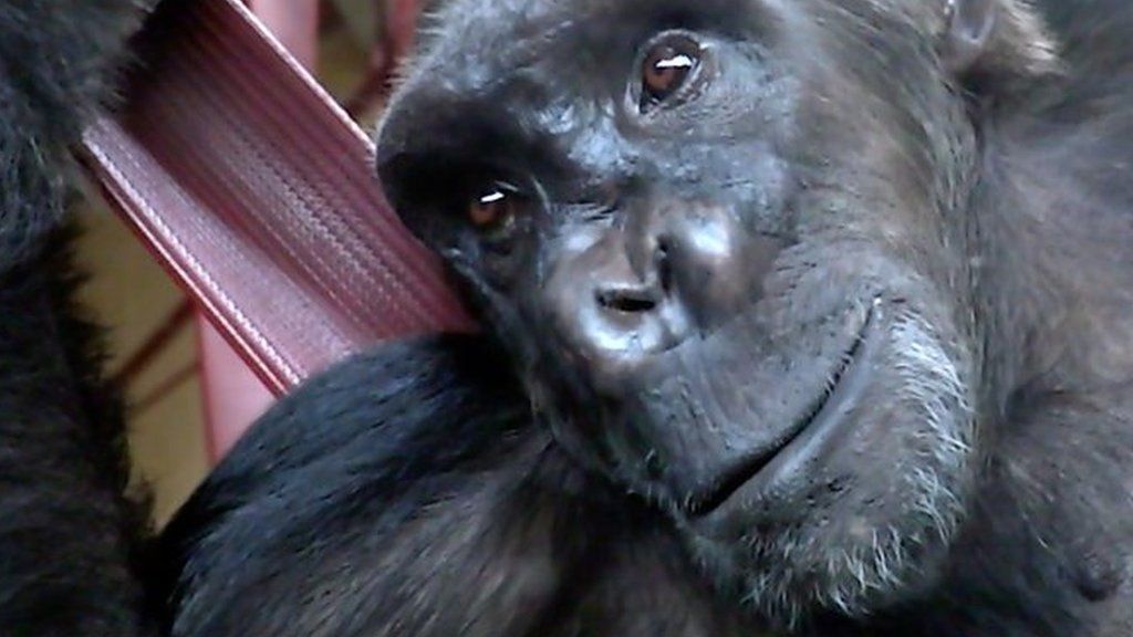 Coronavirus: Monkey World closes to deter tier 4 visitors - BBC News