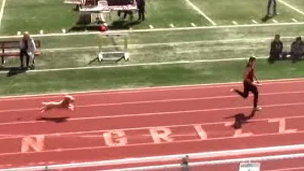 Watch: Moment pet dog runs on to high school race track and wins relay ...