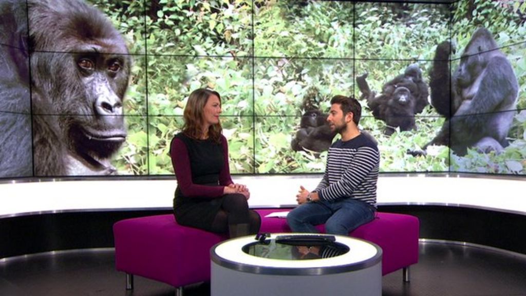 Why are so many primates endangered? - BBC Newsround