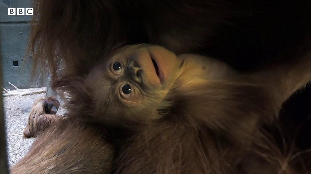 'Surprise' orangutan born at Chester Zoo after negative pregnancy tests ...