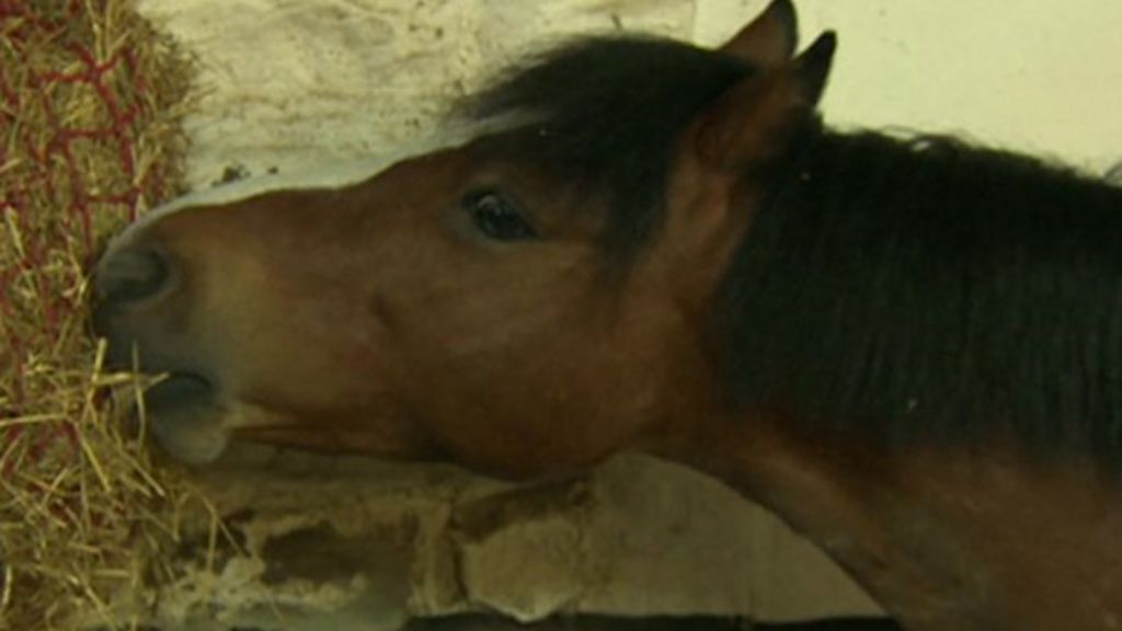 Life of pit ponies in the mines - BBC Newsround