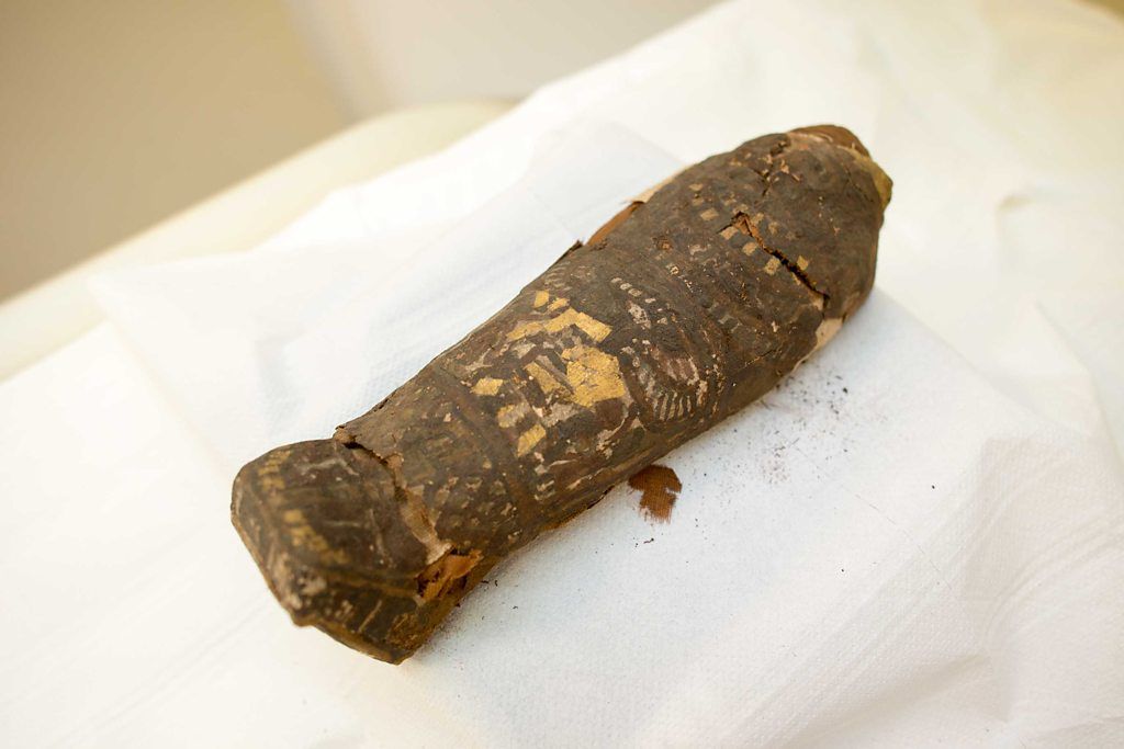 Mummified baby found in Maidstone Museum's 'hawk' - BBC News