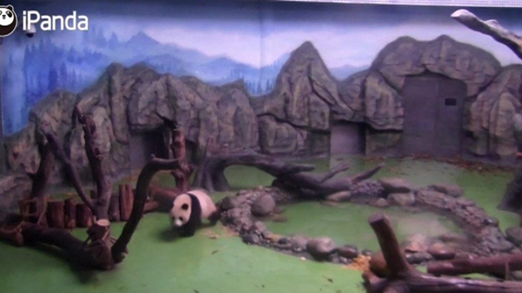 Acrobatic panda shows off moves - BBC Newsround