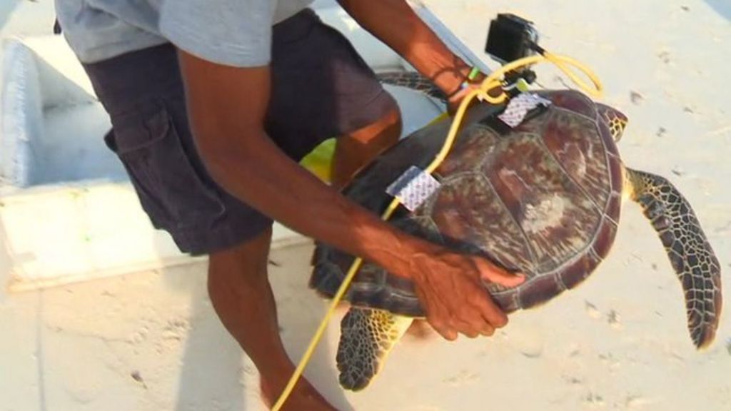 Turtle's-eye view on conservation work - BBC Newsround