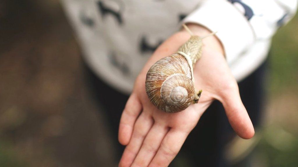 Slugs and snails are not pests, says charity - BBC Newsround
