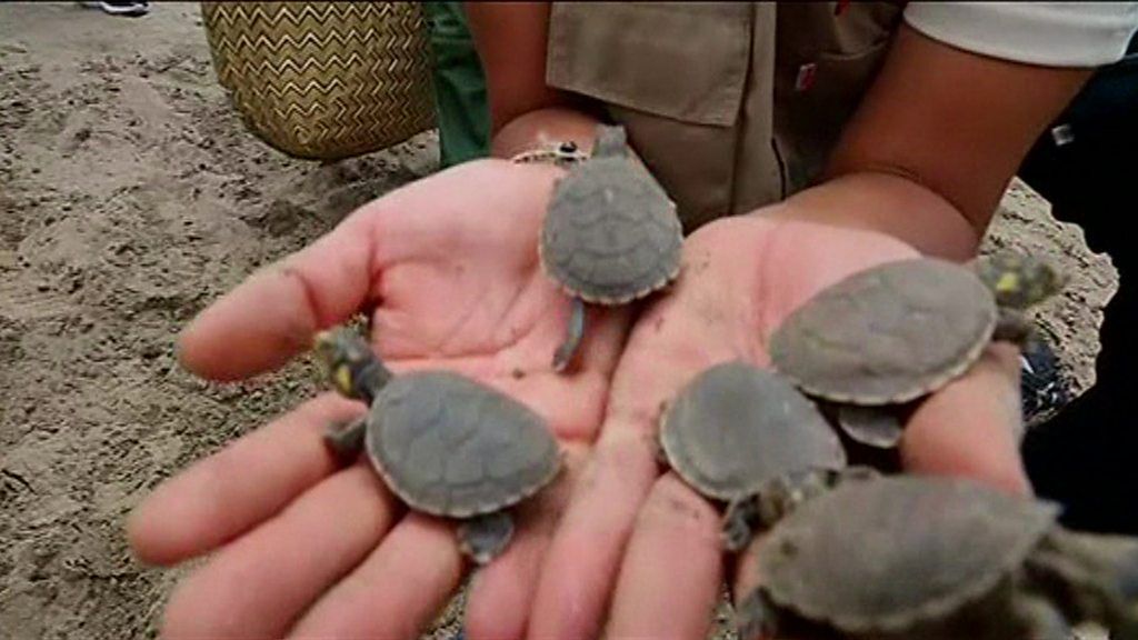 Baby turtles released into the wild - BBC Newsround