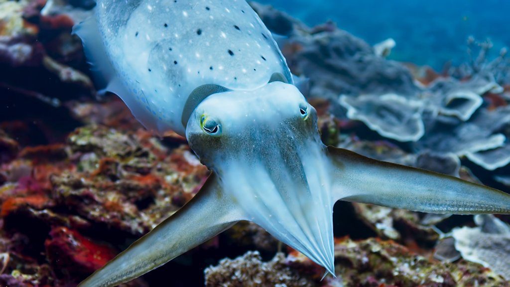 Take a look at the next episode of Blue Planet - BBC Newsround