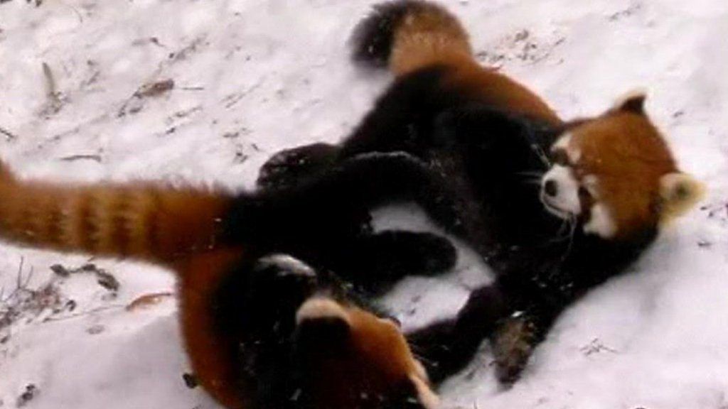 Belfast Zoo celebrates birth of endangered red pandas - BBC News