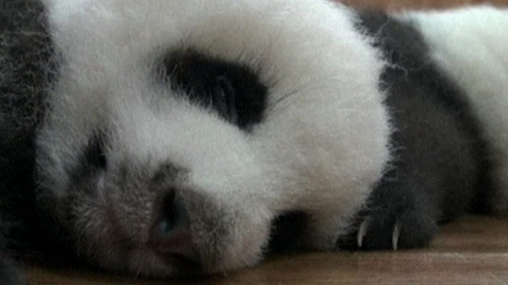 Cute panda cubs go on show in China - BBC Newsround