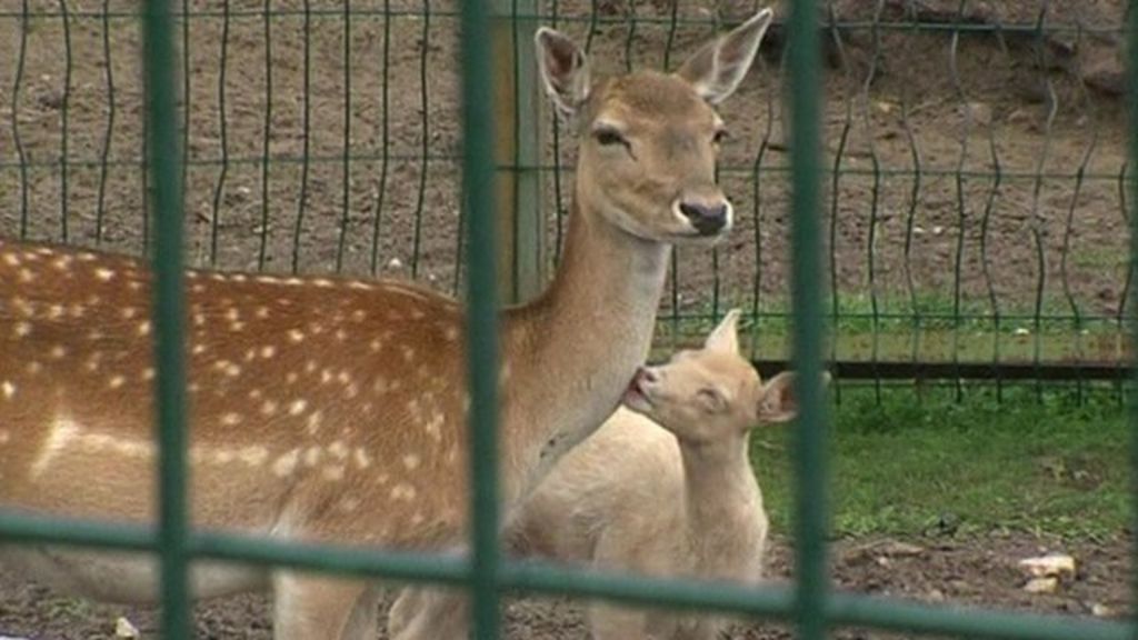 Rare deer born in Russia - BBC Newsround