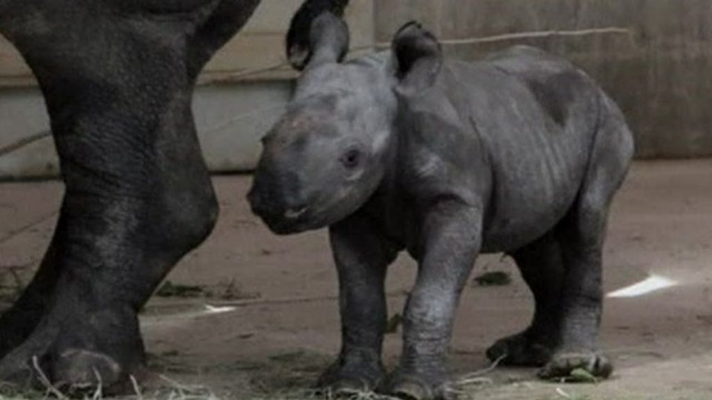 An eastern black rhino baby has been born at a US zoo - BBC Newsround