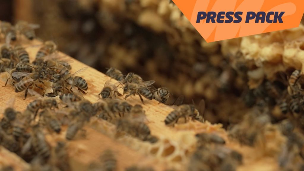 World Bee Day: The school teaching us how to protect our buzzy buddies ...