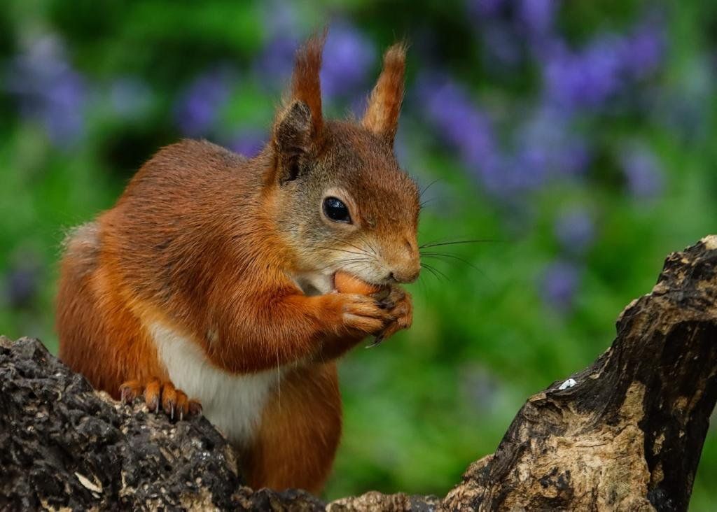Lluniau: Gwiwerod coch Ynys Môn - BBC Cymru Fyw