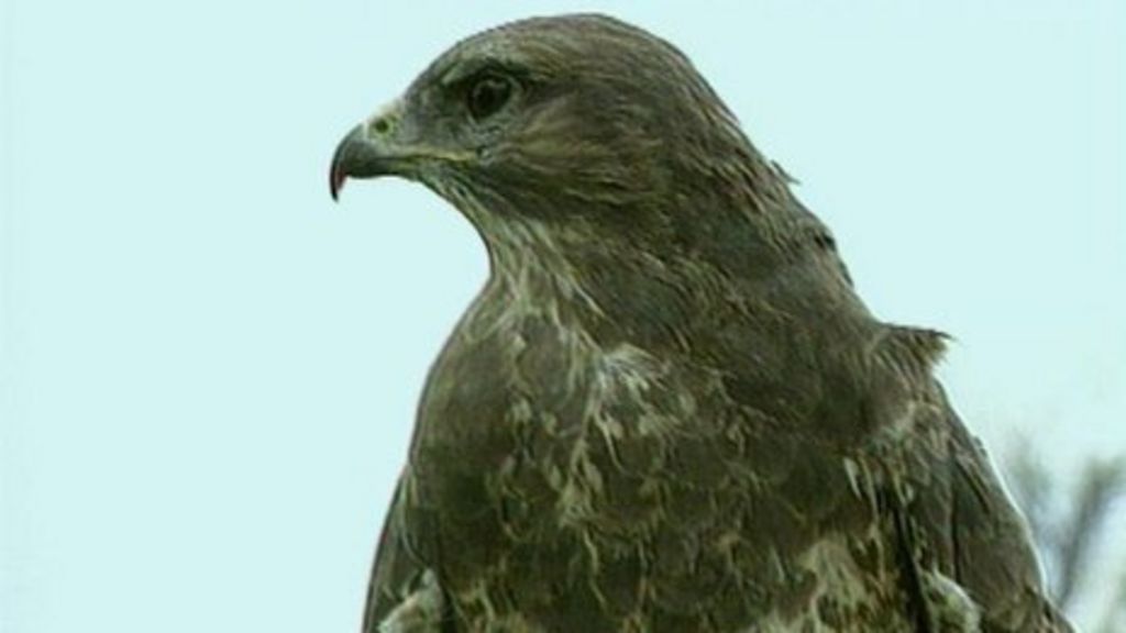 Aithris mu chlamhan ann an ribe - Naidheachdan a' BhBC