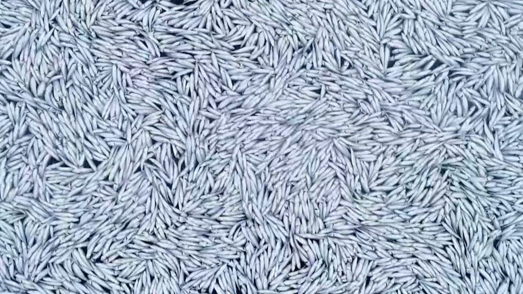 Huge bank of dead fish spotted off French Atlantic coast - BBC News