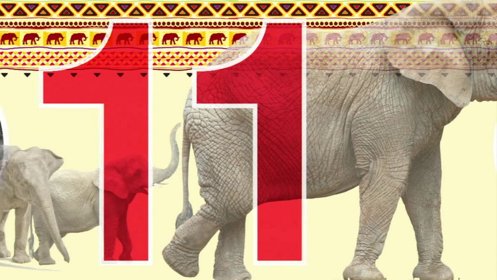 11 things you never knew about elephants - BBC Newsround