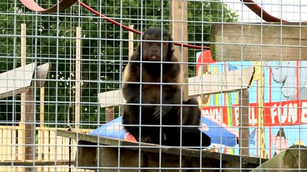 Fenn Bell Inn given green light to expand zoo - BBC News