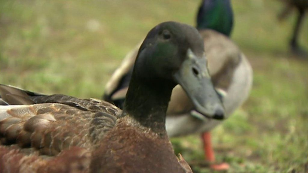Meet Long boi - The super tall duck from York - BBC Newsround