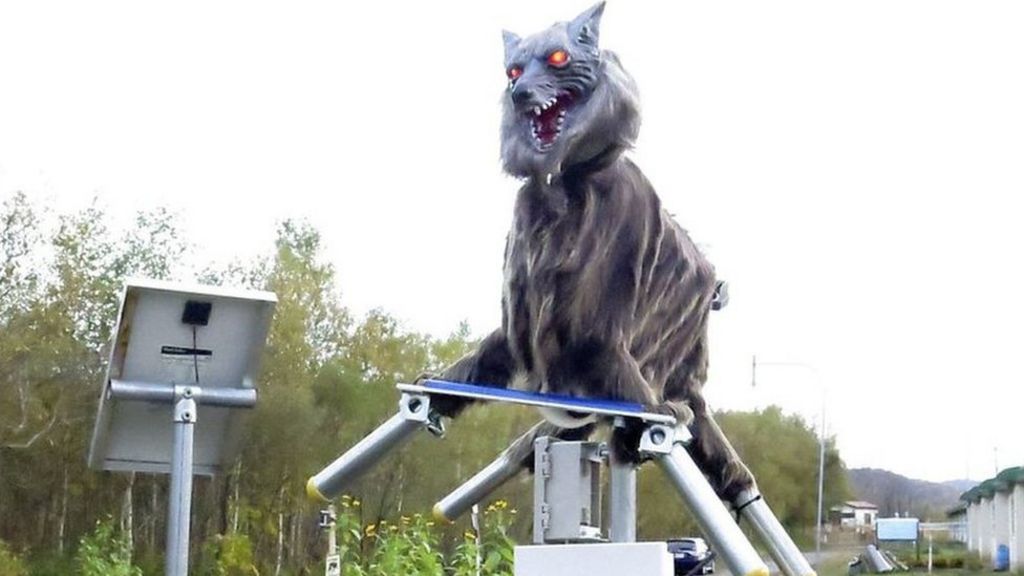 Japan's robot wolves stand guard against bears - BBC Newsround