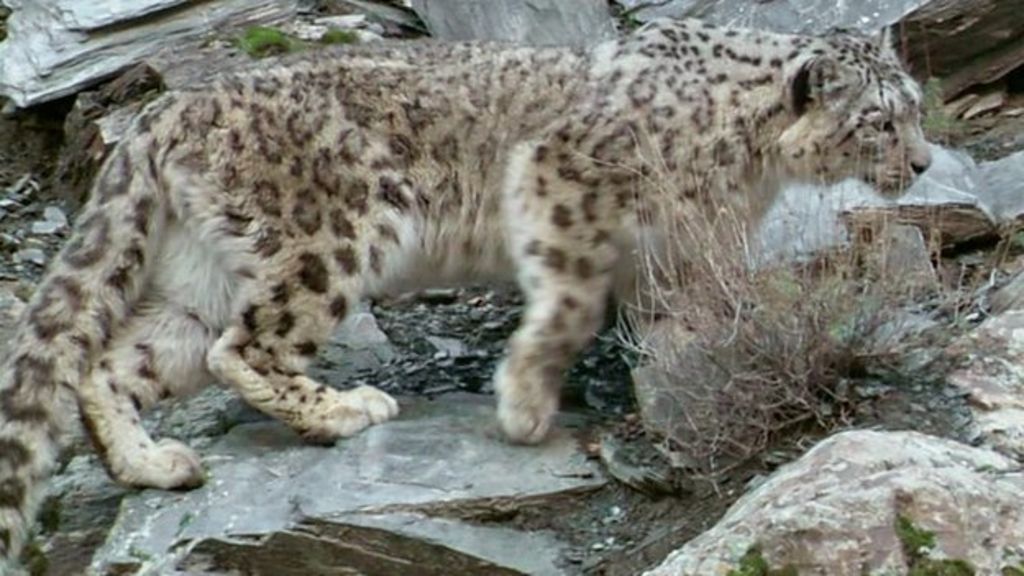 The awesome animals living on mountains - BBC Newsround