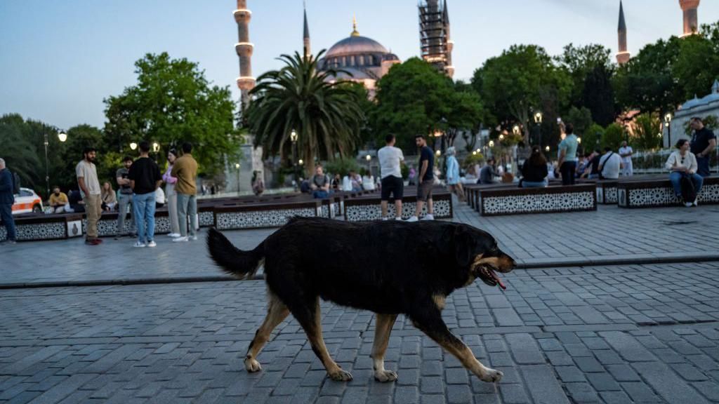 Turkey's stray dogs face euthanasia under possible government bill ...