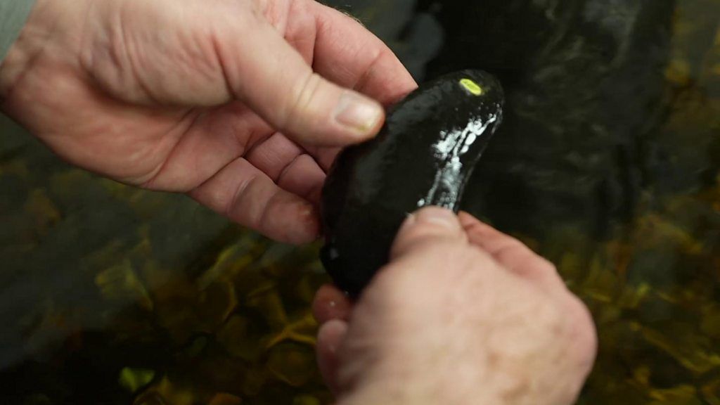 Pearl mussels set to be released in secret locations to stop extinction ...