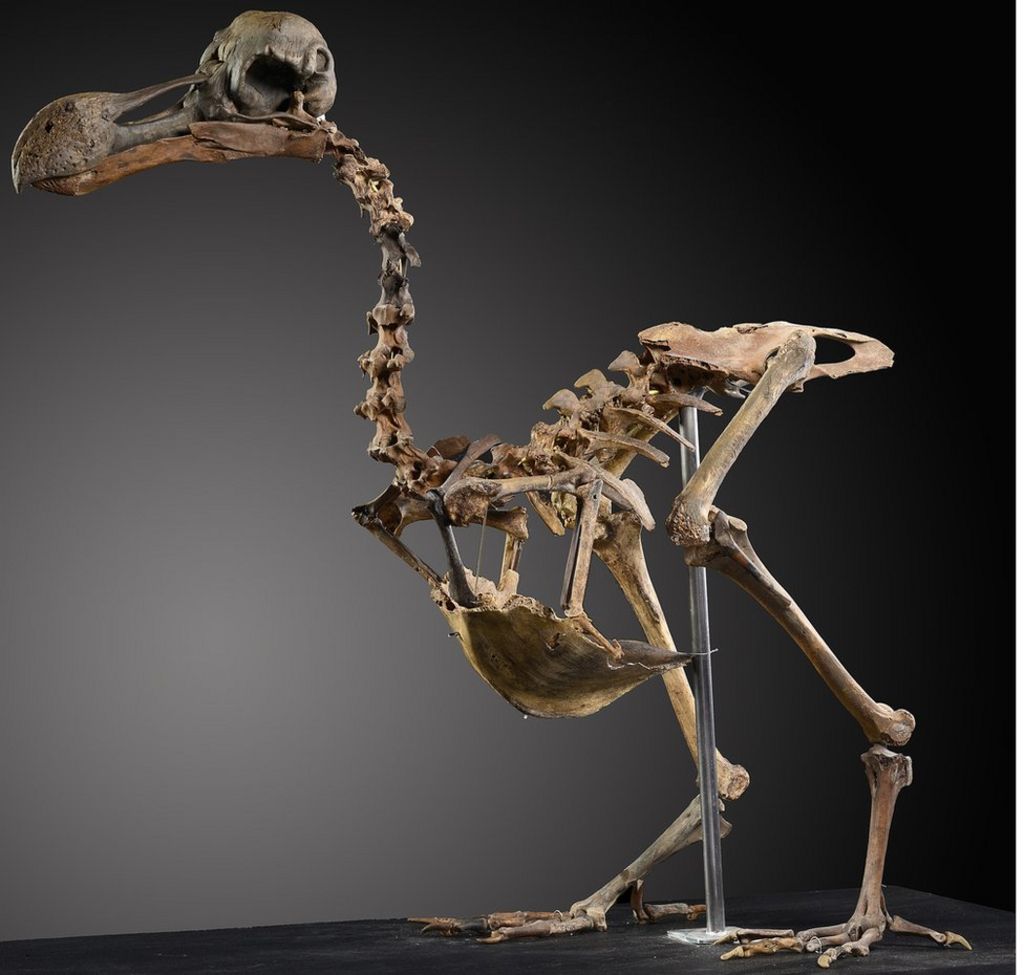 Dodo skeleton sells for £280,000 at auction - BBC News