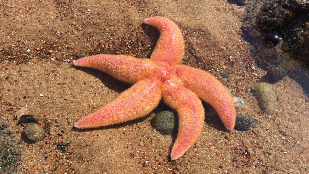 Star whoa: Stunning starfish on Scottish beach - BBC News