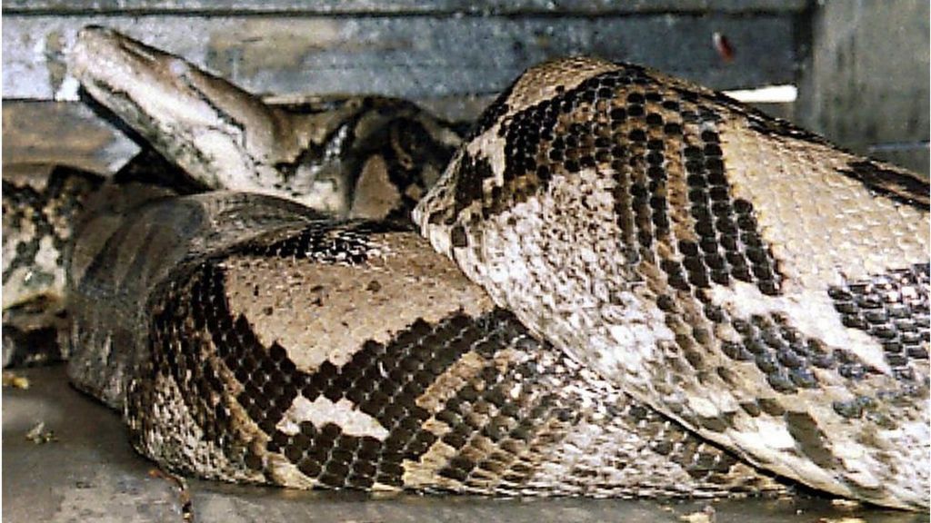 How did an Indonesian python eat a man? - BBC News