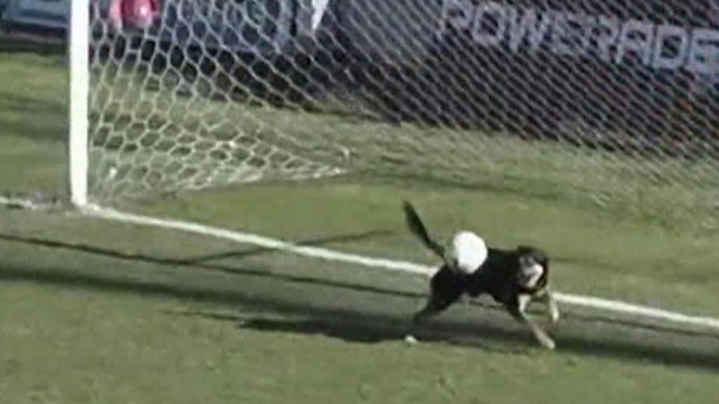 Goalie's best friend! Dog makes amazing goal-line save in Argentine ...