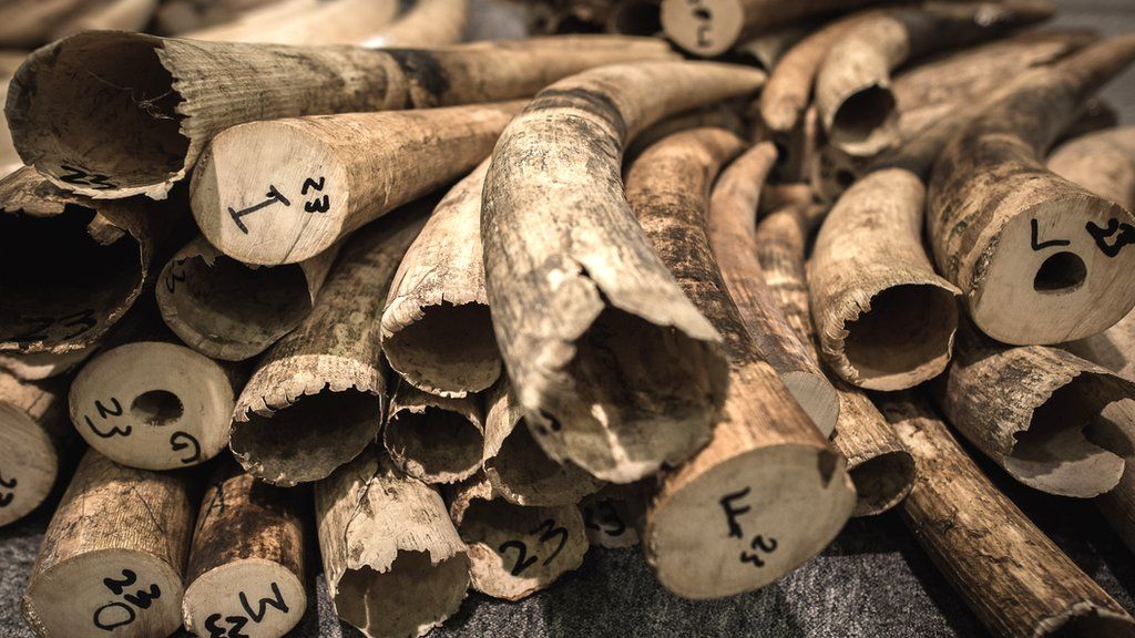 Elephants and the ivory trade: The crisis in Africa - BBC Newsround