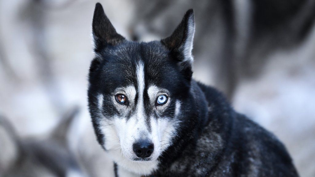 Countdown to UK's biggest sled dog rally in Cairngorms - BBC News
