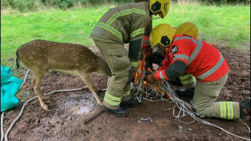 Deer tangled in fence rescued by firefighters - BBC News