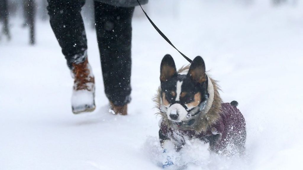 Animals have been affected by the really cold weather in the US - BBC ...