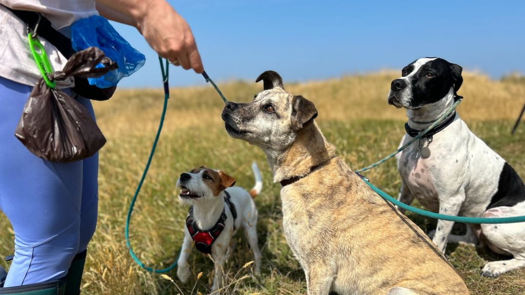 Jersey dog mess campaign aims to raise money for charity - BBC News