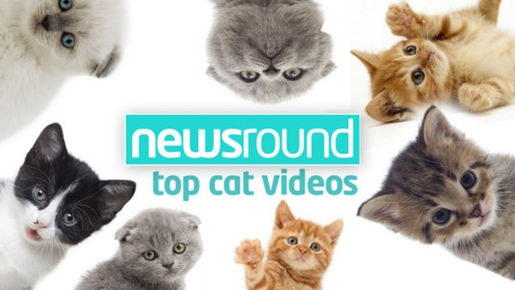 The best cat videos of all time - BBC Newsround