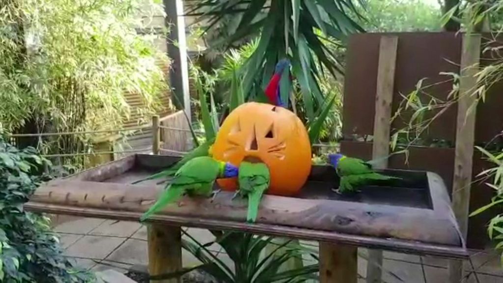 Zoo animals play with Halloween pumpkins - BBC Newsround