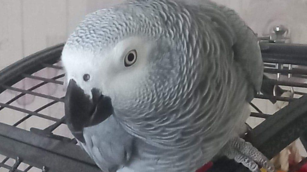Woman searches for missing parrot using Addams Family theme - BBC News