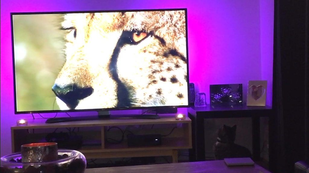Cat watches Big Cats - BBC Newsround