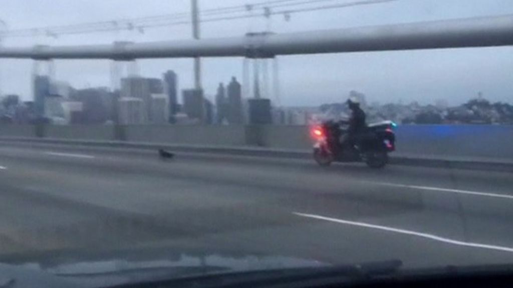 Chihuahua in dramatic police dog chase - BBC Newsround